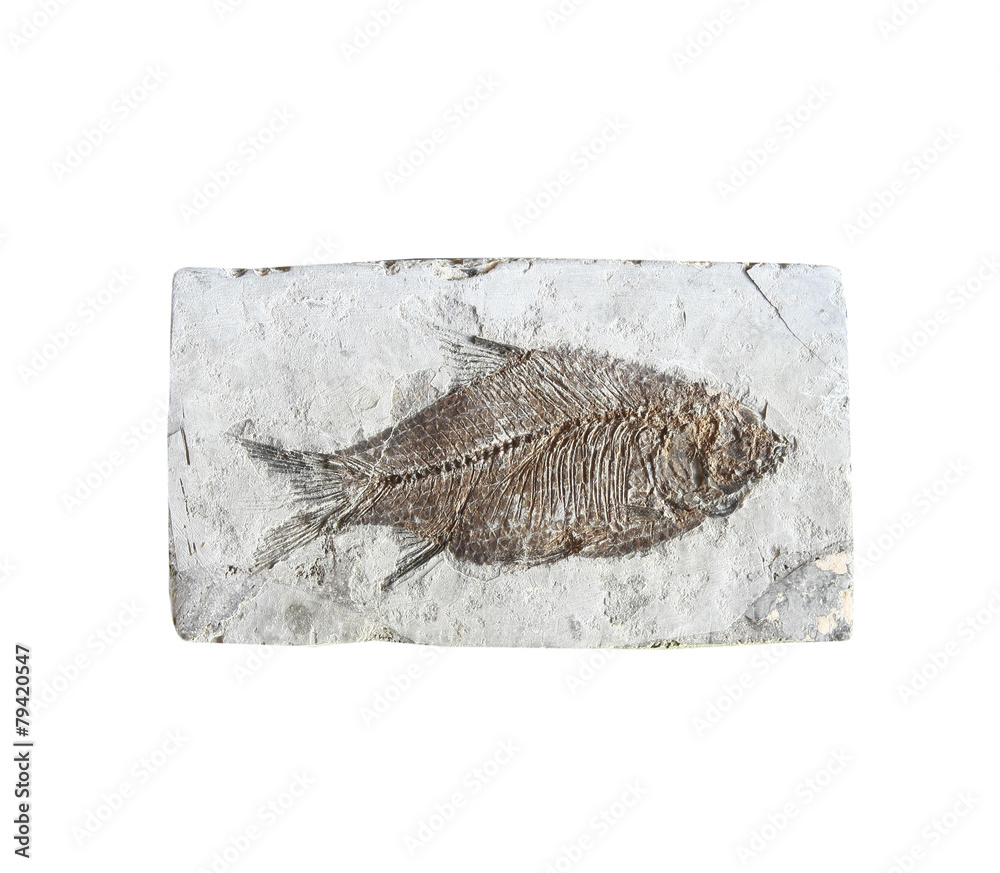 Fish Fossil Drawing