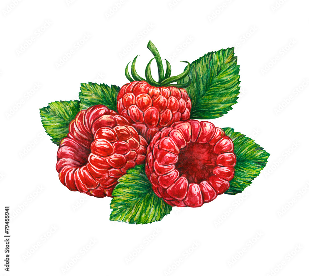 Watercolor drawing of forest raspberry Stock Illustration | Adobe Stock