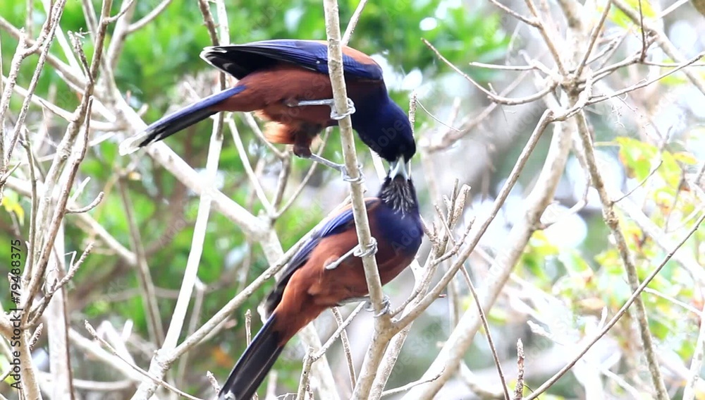 Lidth's Jay (Garrulus lidthi) in Amami Island, Japan Stock ビデオ | Adobe ...