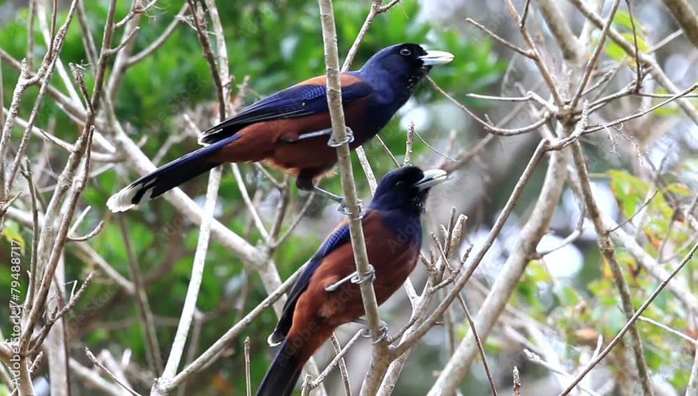 Lidth's Jay (Garrulus lidthi) in Amami Island, Japan Stock ビデオ | Adobe ...