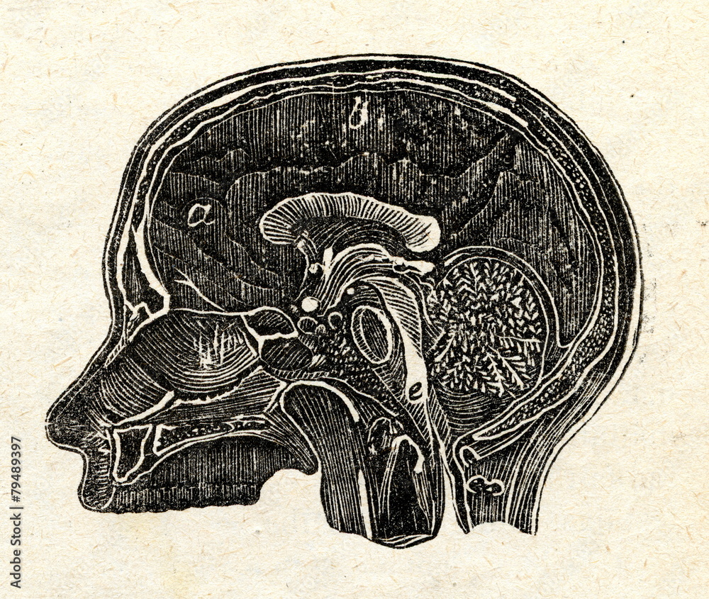 Cross-section of the human brain Stock Photo | Adobe Stock