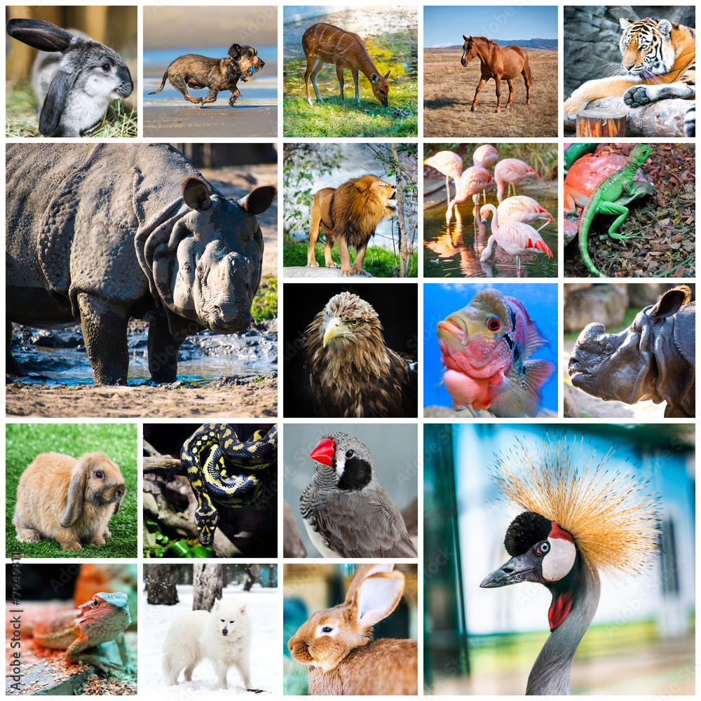 collage of animals Stock Photo | Adobe Stock
