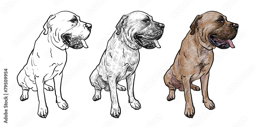 Drawing of mastiff dog on sitting pose Stock Vector | Adobe Stock