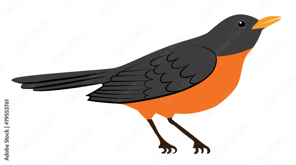 robin bird Stock Vector | Adobe Stock