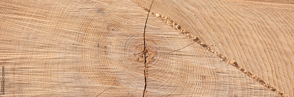 holz Stock-Foto | Adobe Stock