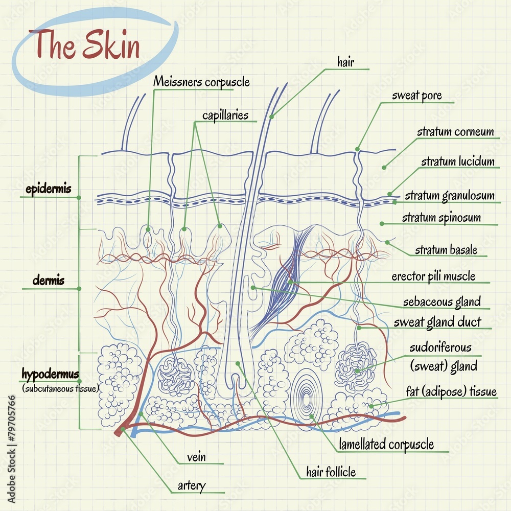 Skin Anatomy เวกเตอร์สต็อก | Adobe Stock