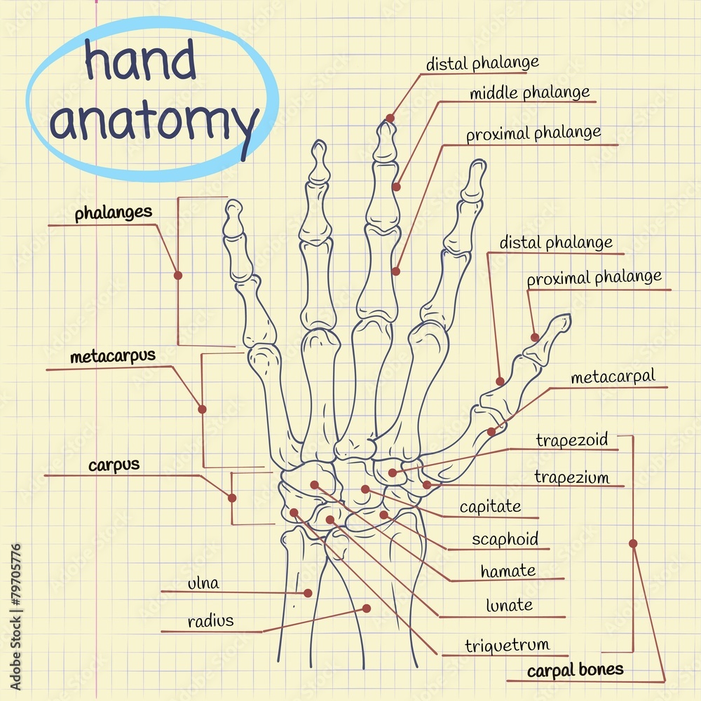 Hand Anatomy Stock Vector | Adobe Stock