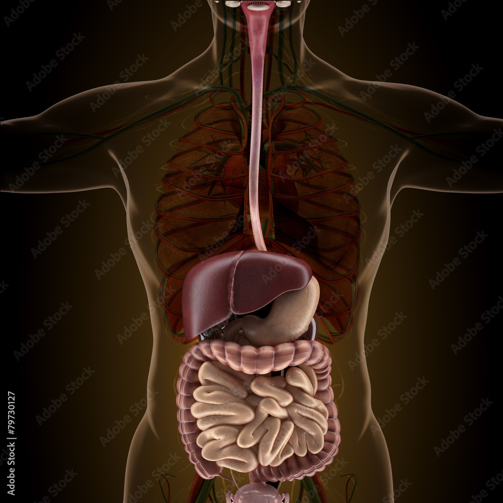 Anatomy of human organs in x-ray view Stock Illustration | Adobe Stock
