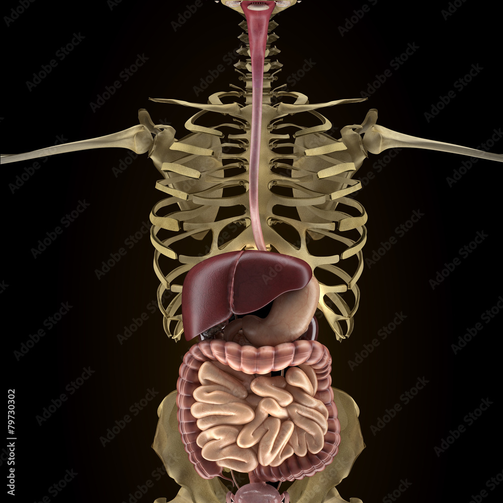 Anatomy of human organs in x-ray view ilustração do Stock | Adobe Stock