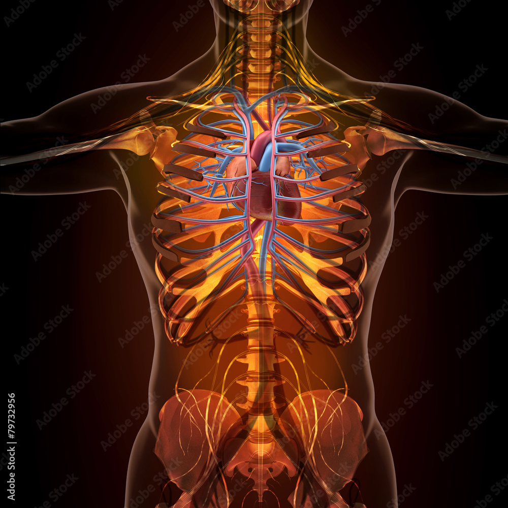 Anatomy of human organs in x-ray view Stock Illustration | Adobe Stock