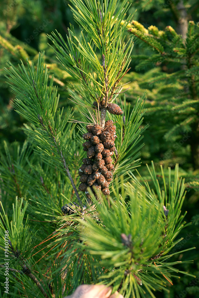 Pinus densiflora Umbraculifera with cone Stock Photo | Adobe Stock