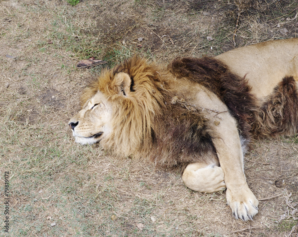 Sleeping lion,Safari Park Taigan (lions Park), Crimea. Stock Photo ...
