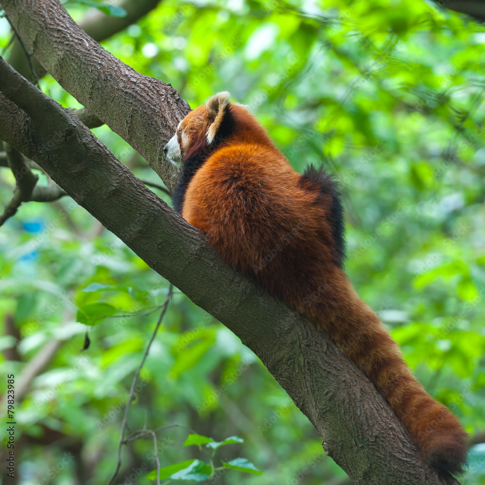 Cute red panda bear in tree Stock Photo | Adobe Stock