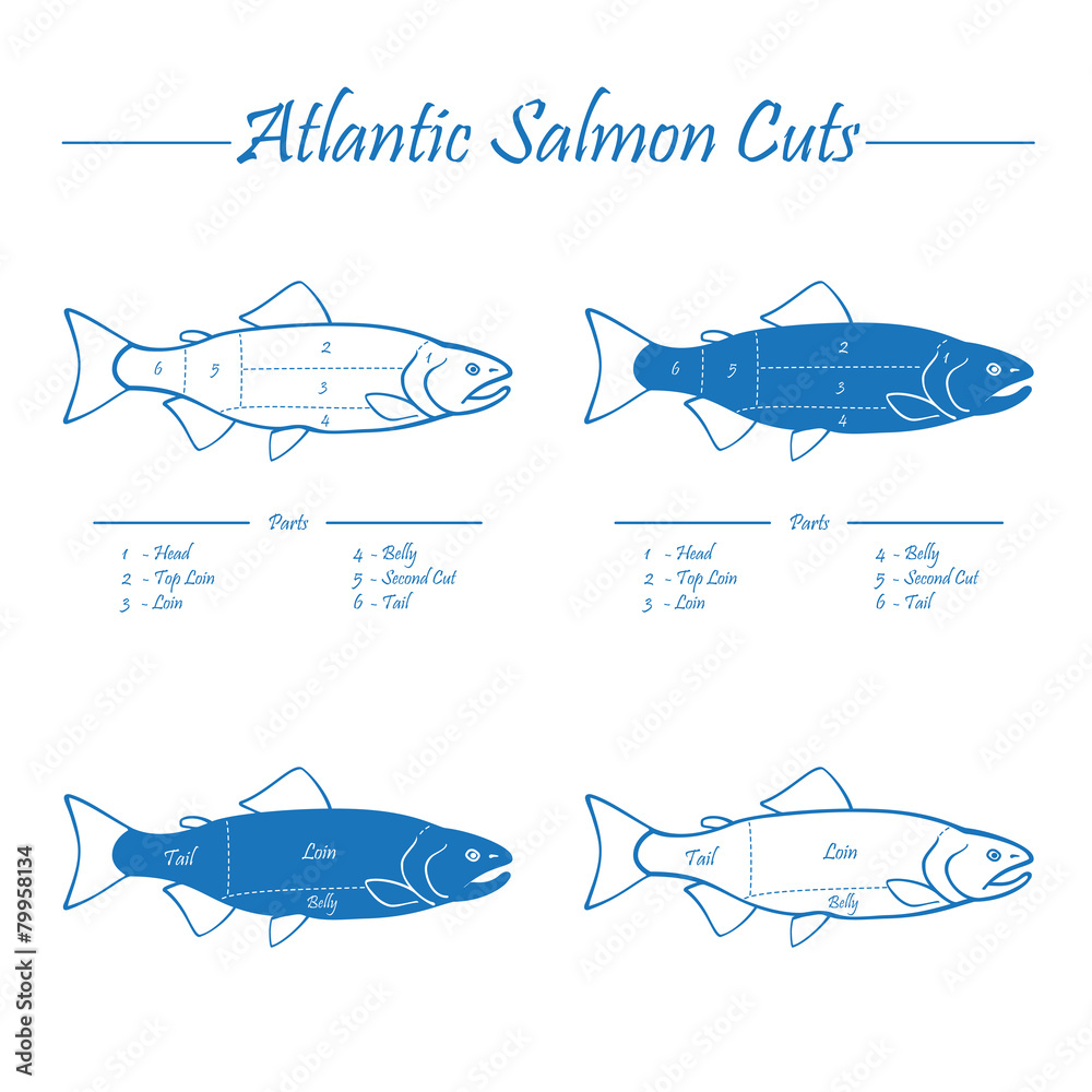 Atlantic salmon cuts diagram Stock Vector | Adobe Stock