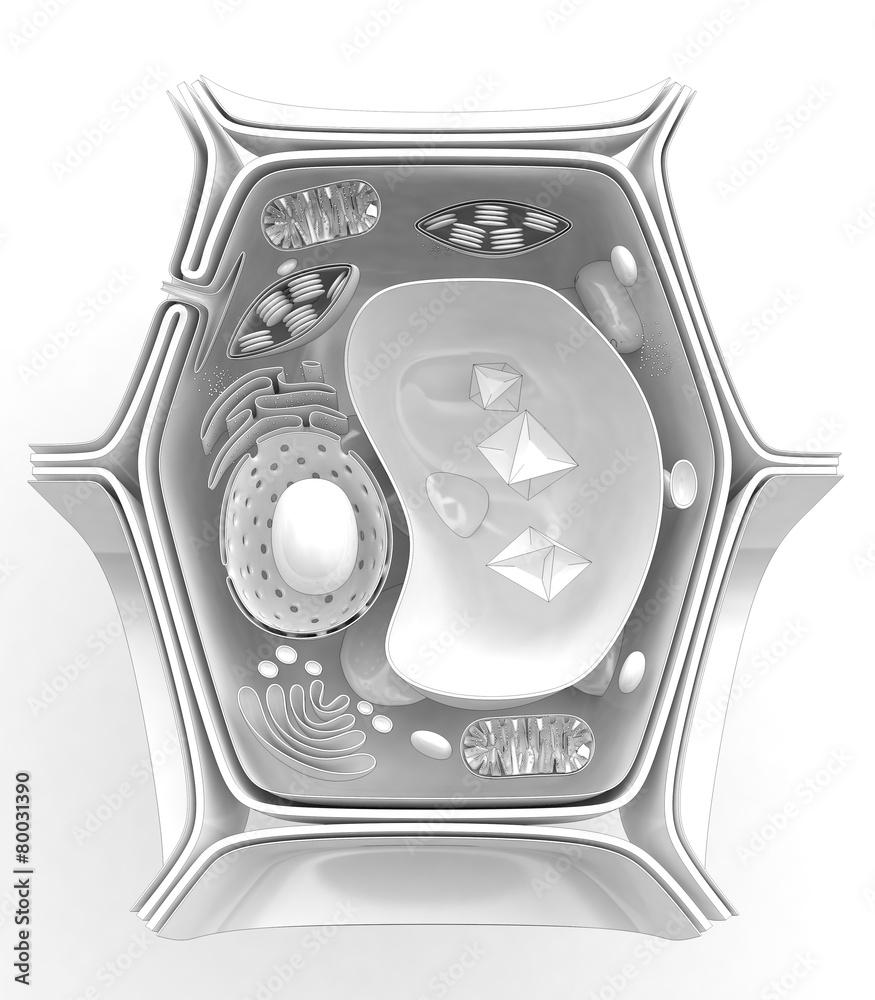 Diagram of the structure of the plant cell Stock Illustration | Adobe Stock