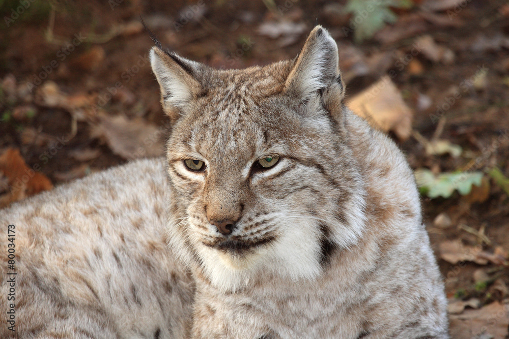 lince europea mammifero selvaggio carnivoro predatore Stock Photo ...