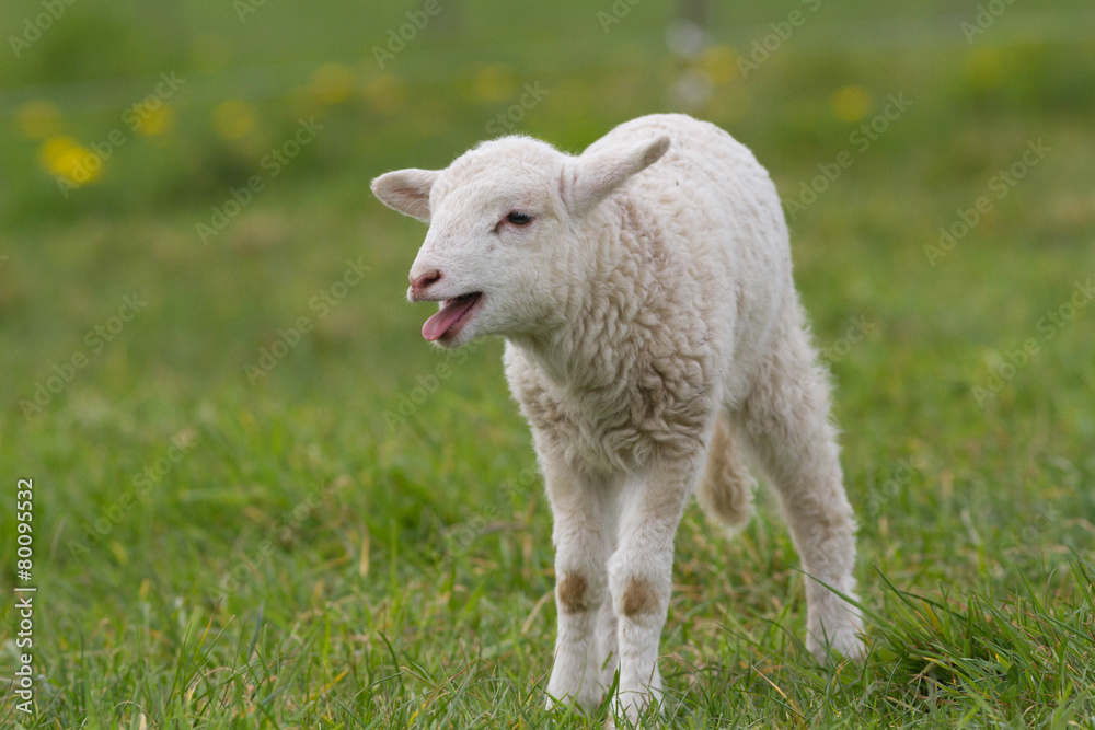 l'agneau foto de Stock | Adobe Stock