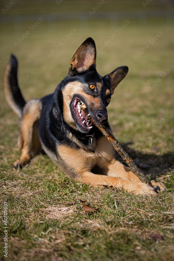 Hund beim nagen Stock Photo | Adobe Stock