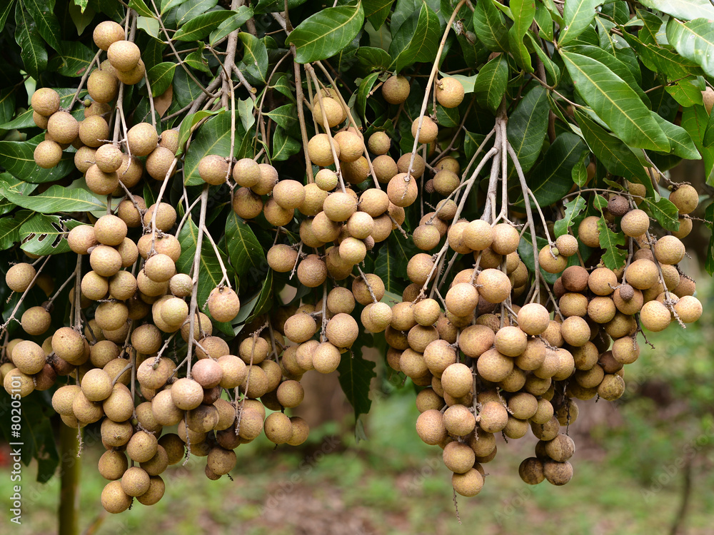 Arvore Frutifera Longan