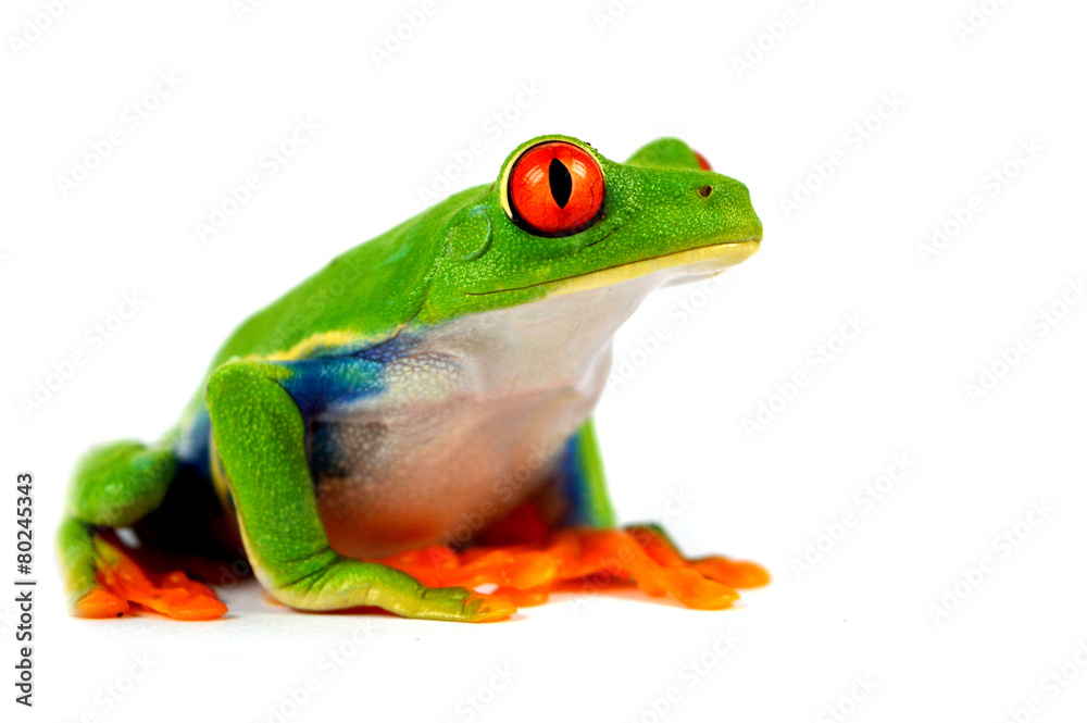 Agalychnis callidryas Stock-Foto | Adobe Stock