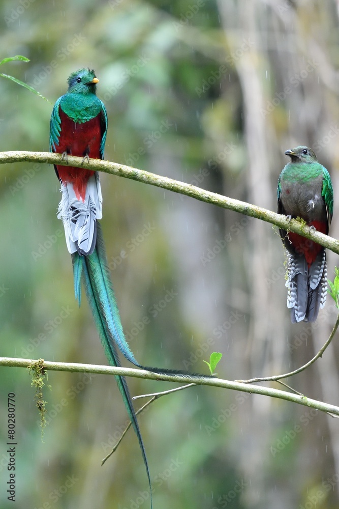 Couple of resplendent quetzal foto de Stock | Adobe Stock