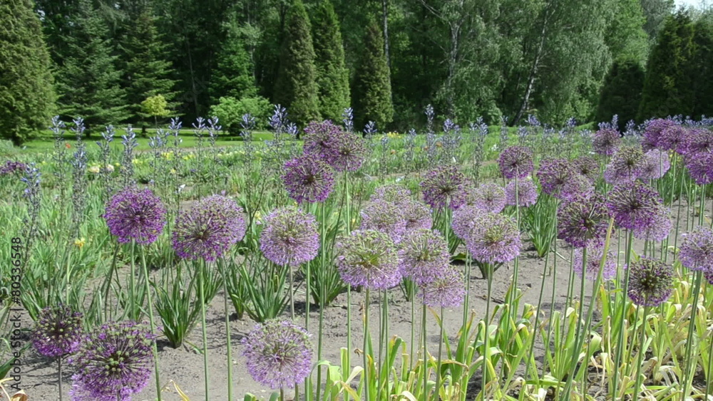Panorama of round decorative garlic flower buds move in wind. Stock ...