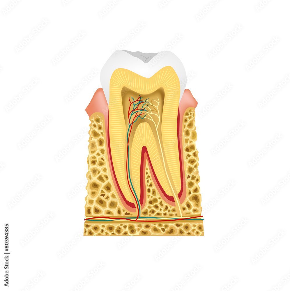 Longitudinal section in the tooth -Tooth Anatomy Stock Vector | Adobe Stock