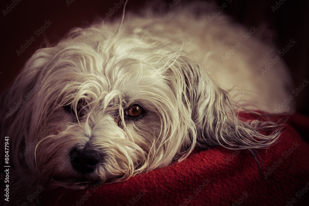 Treue Hundeaugen Stock-Foto | Adobe Stock