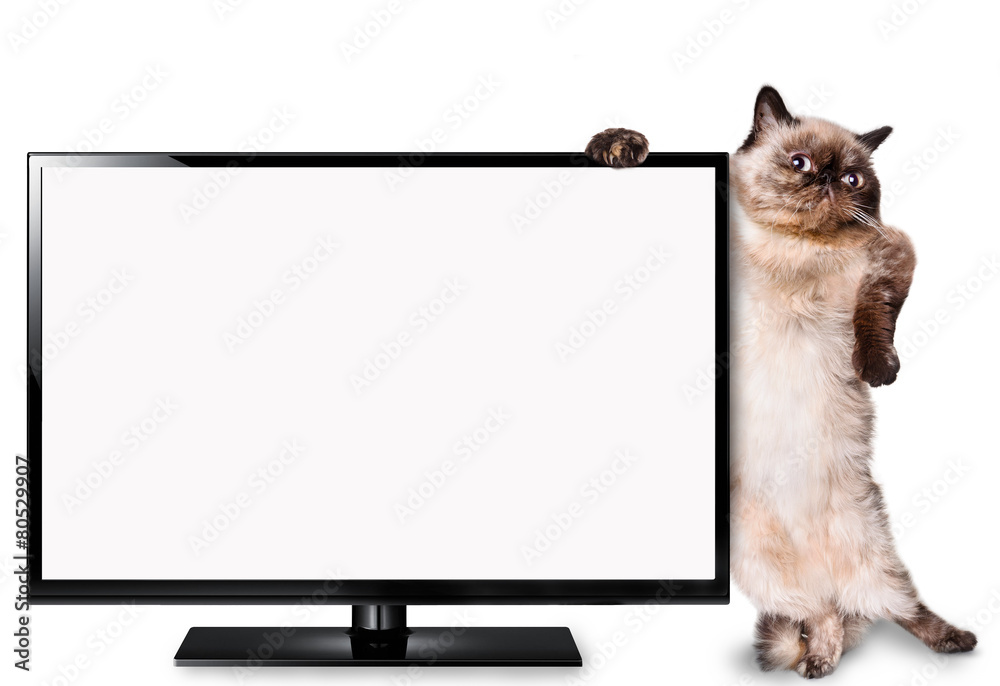 Cat watching TV Stock Photo | Adobe Stock