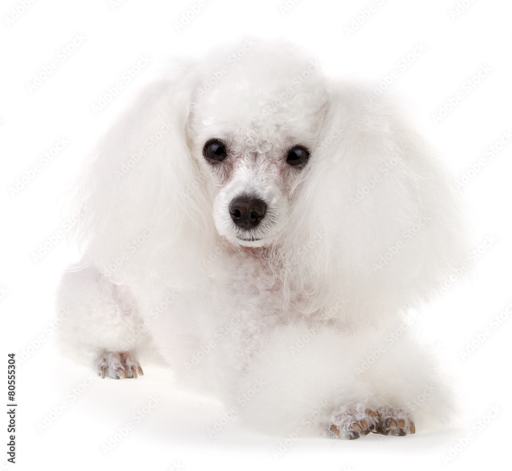 Poodle Dog Stock Photo | Adobe Stock