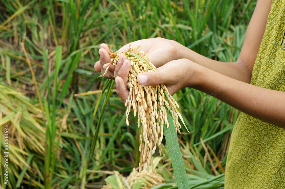 World food security, famine, Asia rice field Stock Photo | Adobe Stock