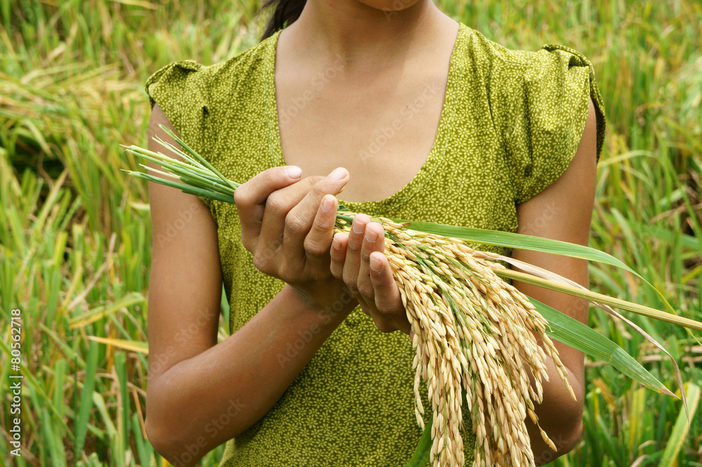 World food security, famine, Asia rice field Stock Photo | Adobe Stock