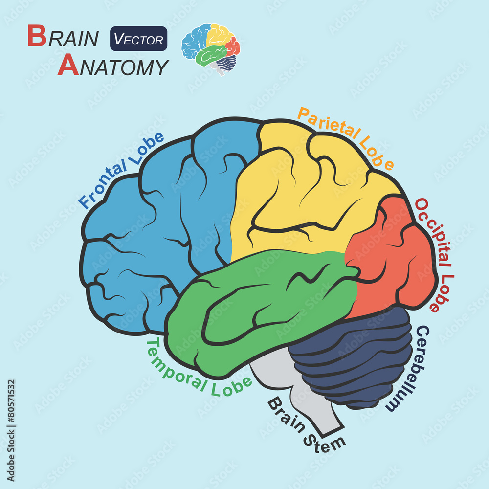Brain anatomy ( Flat design ) Stock Vector | Adobe Stock