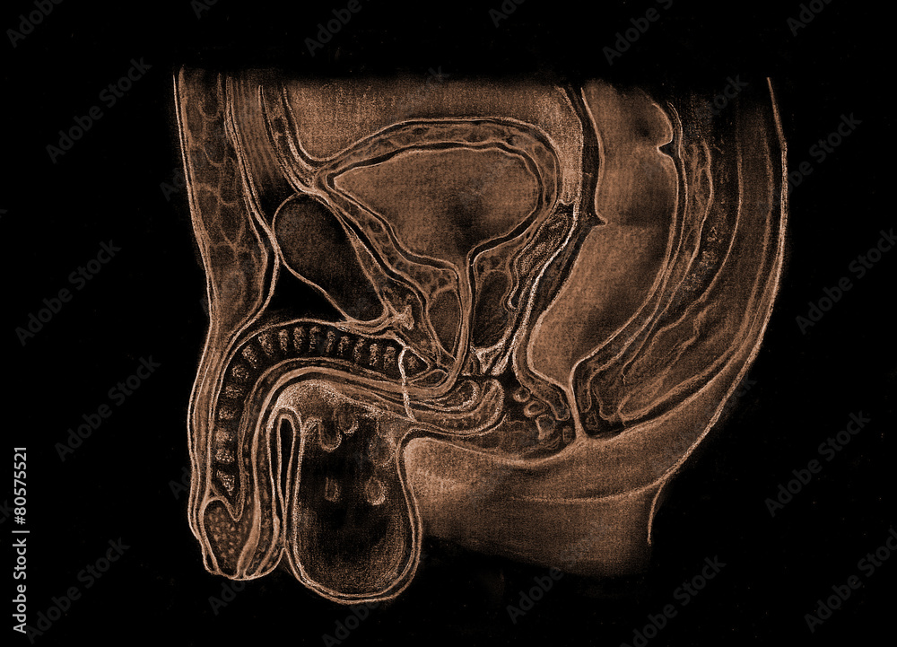 Male reproductive system Stock Illustration | Adobe Stock