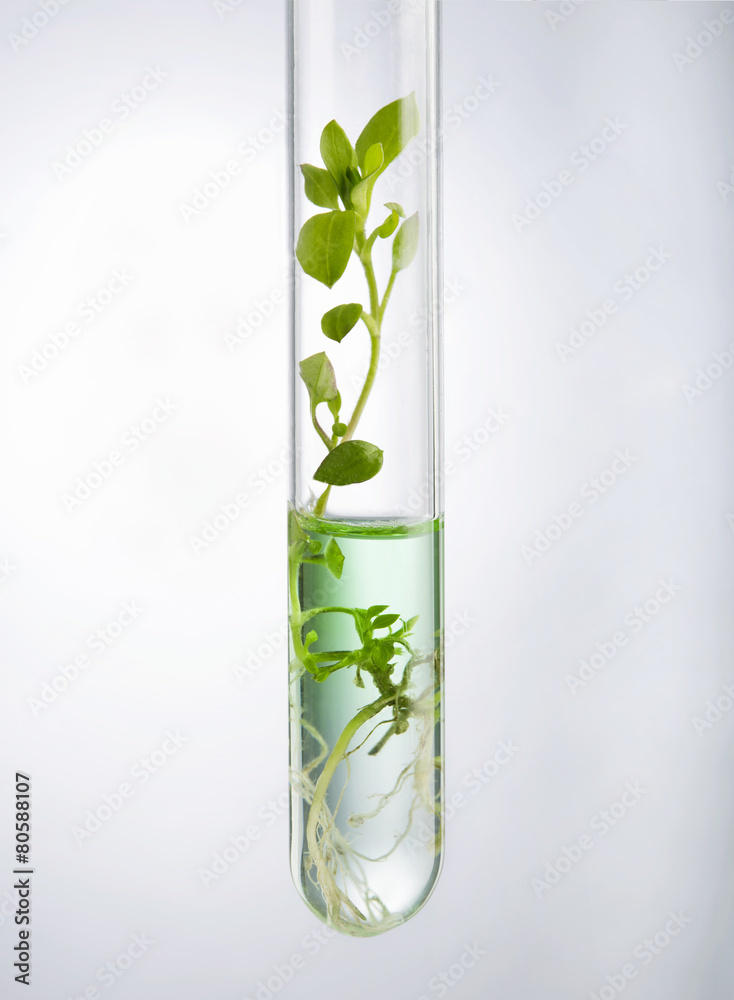 Laboratory analysis of plant Stock Photo | Adobe Stock