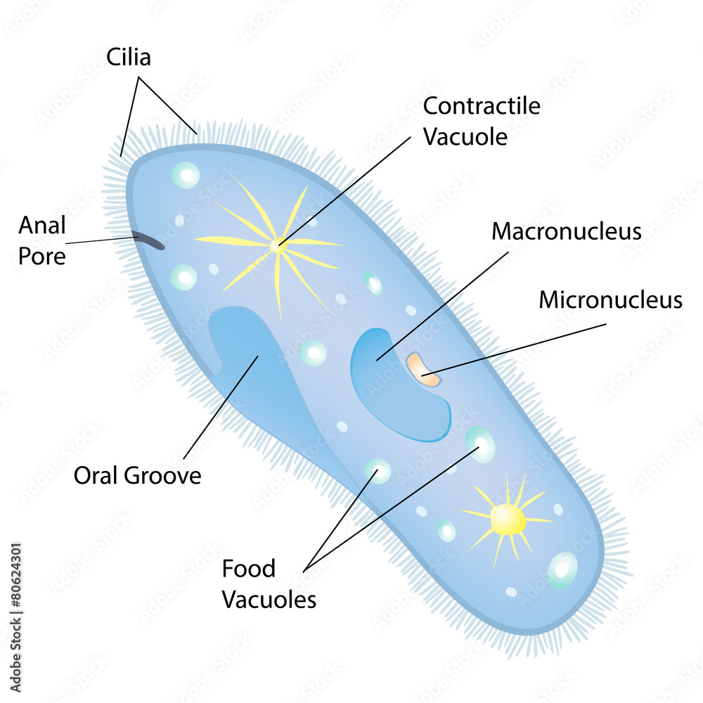 Anatomy of a paramecium. Vector Stock Vector | Adobe Stock