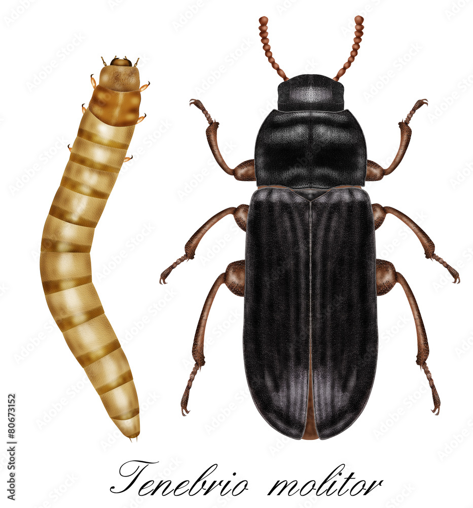 Tenebrio Molitor