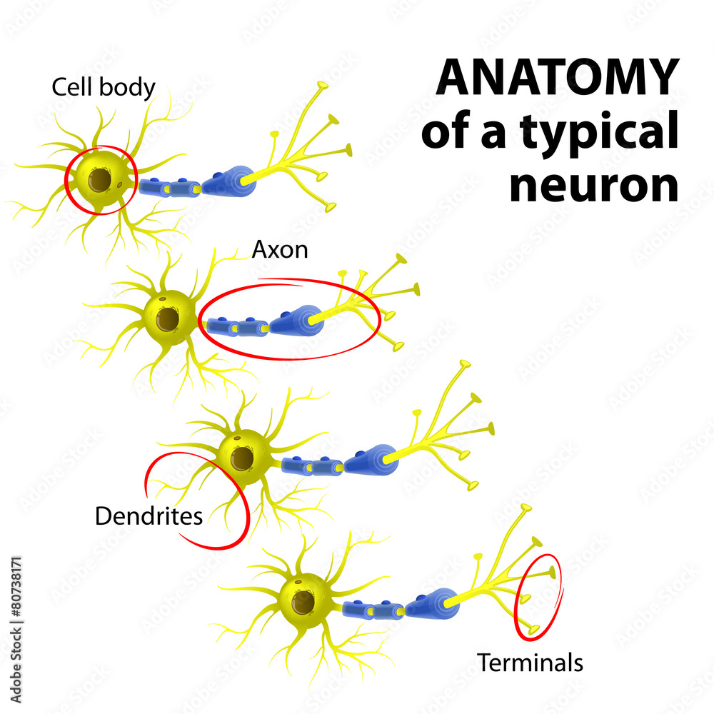 Anatomy of a typical neuron Stock Vector | Adobe Stock