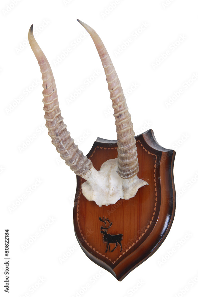 Antlers of a saiga (Saiga tatarica) on white background Stock Photo ...