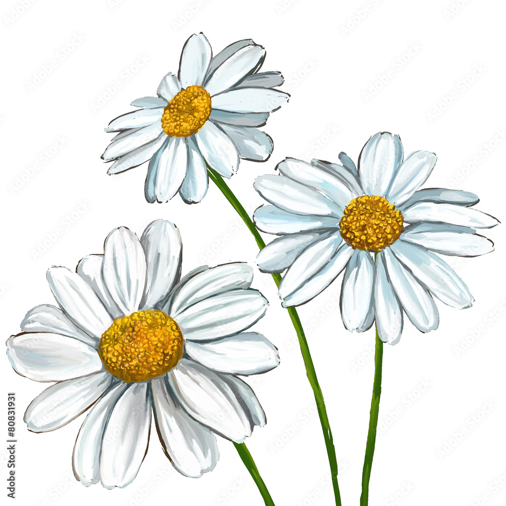 daisy vector illustration hand drawn painted Stock Vector | Adobe Stock