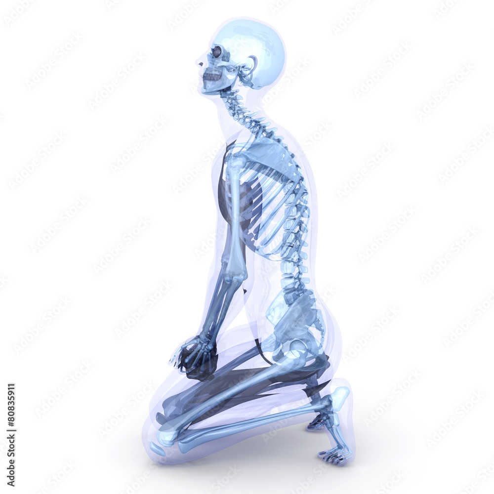 Sitting Anatomy . Stock Illustration | Adobe Stock