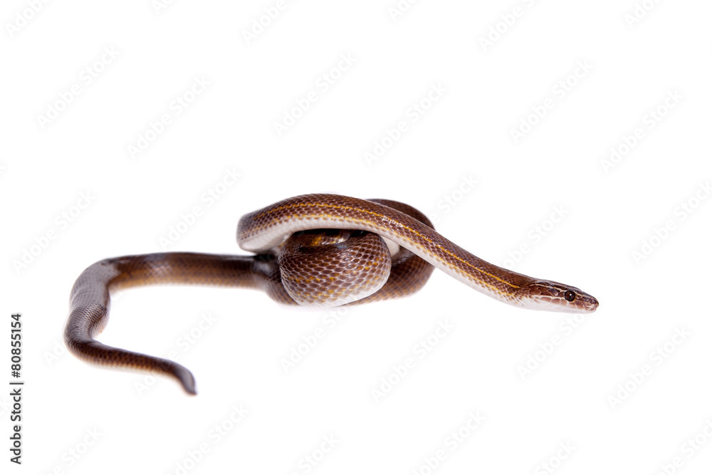 Striped House Snake on white background Stock Photo | Adobe Stock
