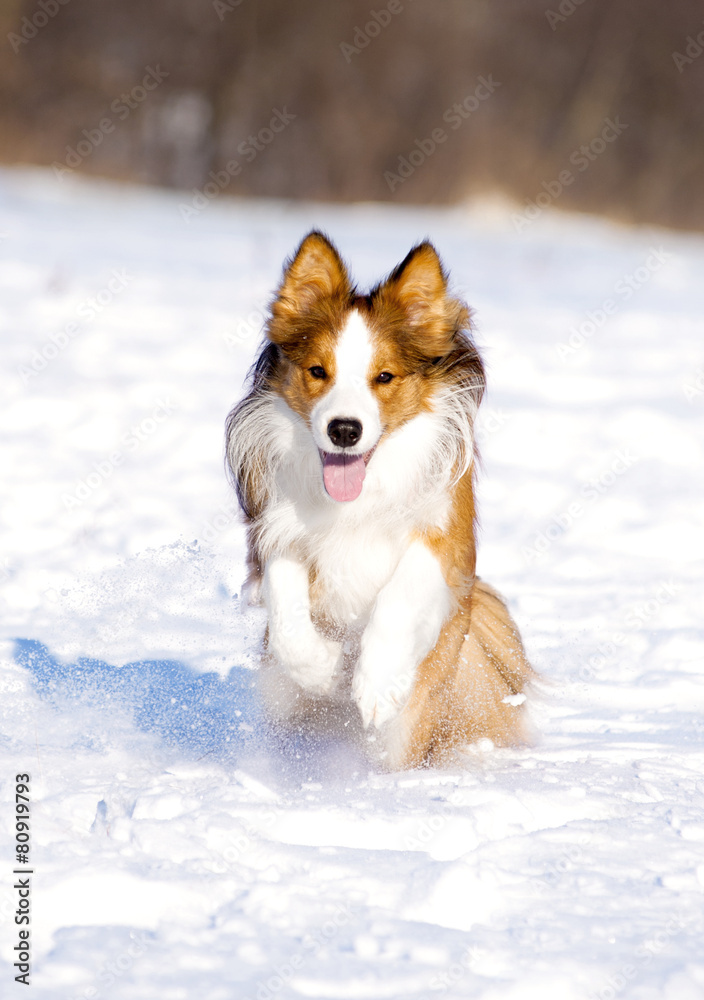 Border Collie Sable