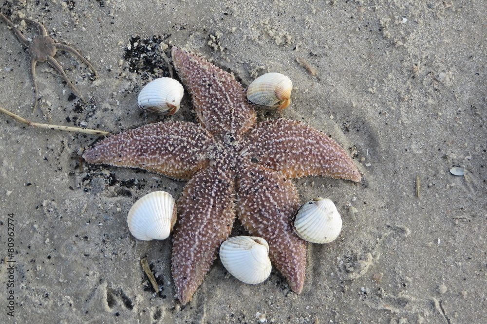 Seestern mit Muscheln Stock Photo | Adobe Stock