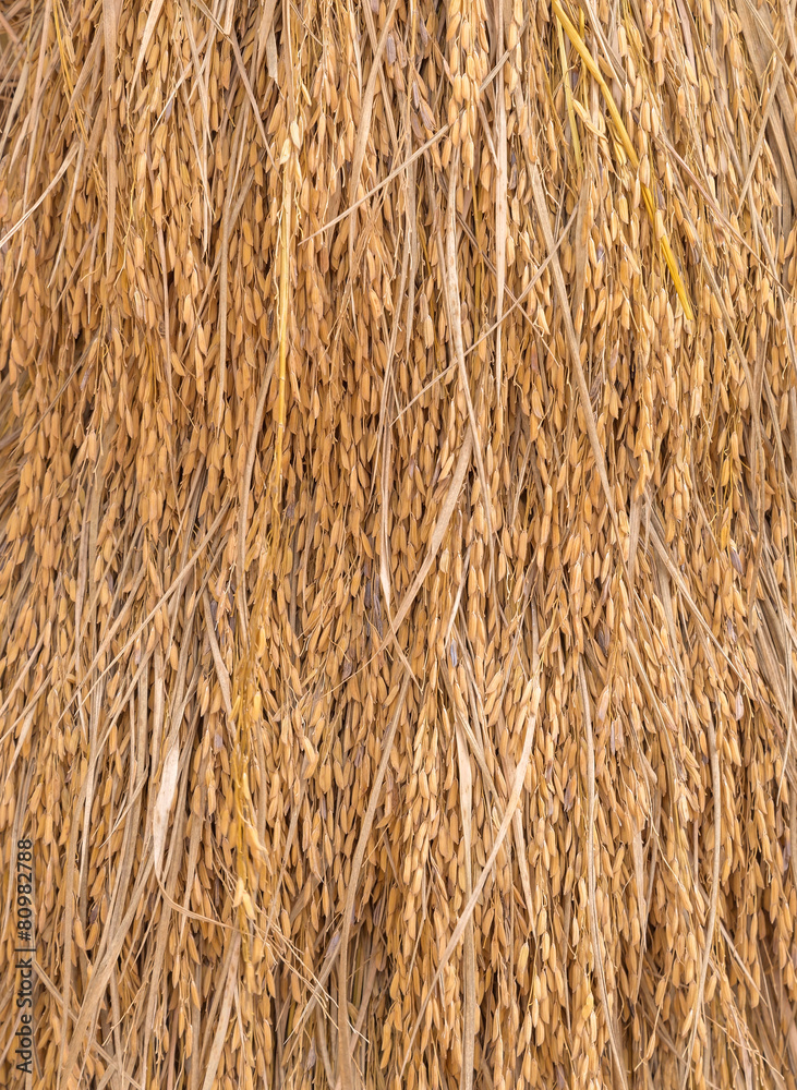Pile of paddy bundle on the rice field after harvest Stock Photo ...