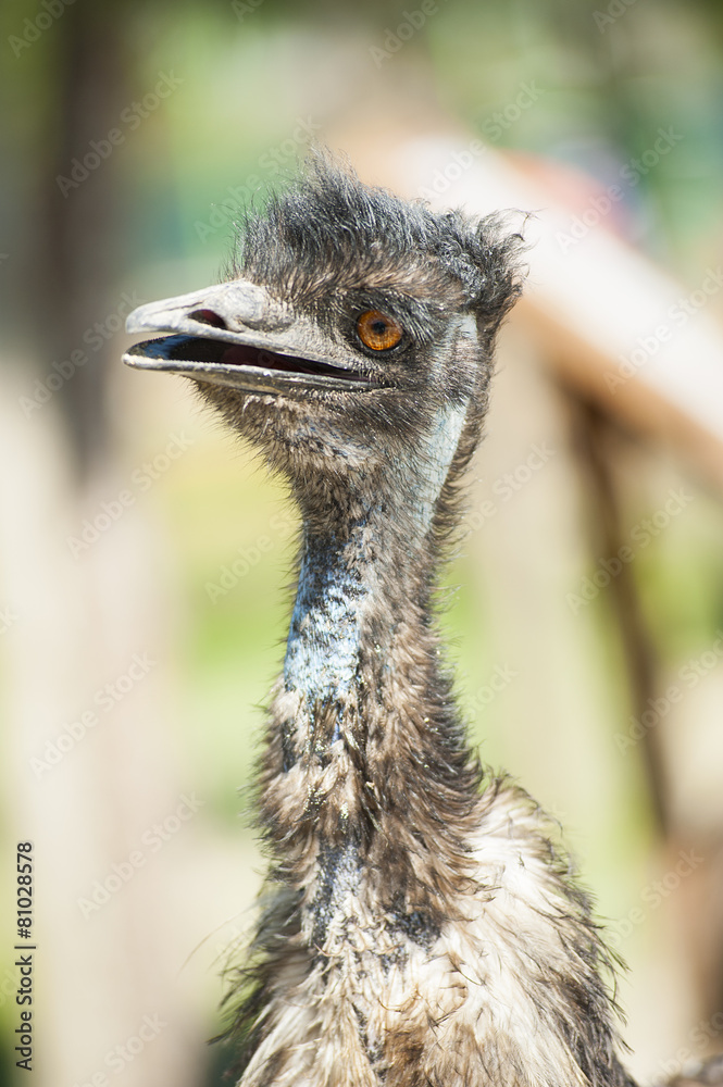 Smiling Emu