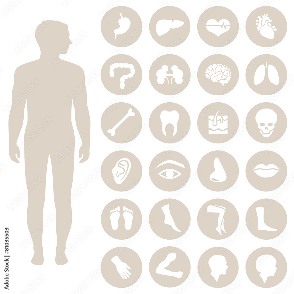 human body anatomy, vector medical organs icon, Stock Vector | Adobe Stock