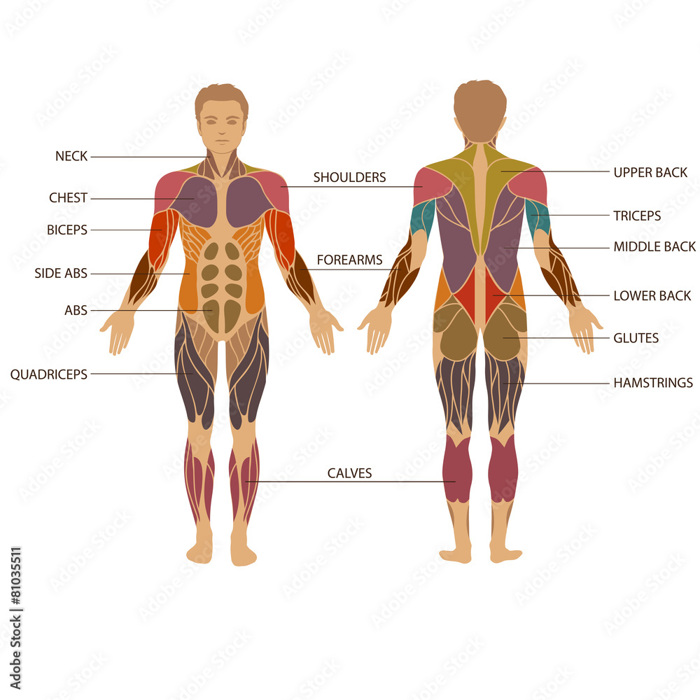 vector muscular human body, muscle man anatomy, Stock Vector | Adobe Stock