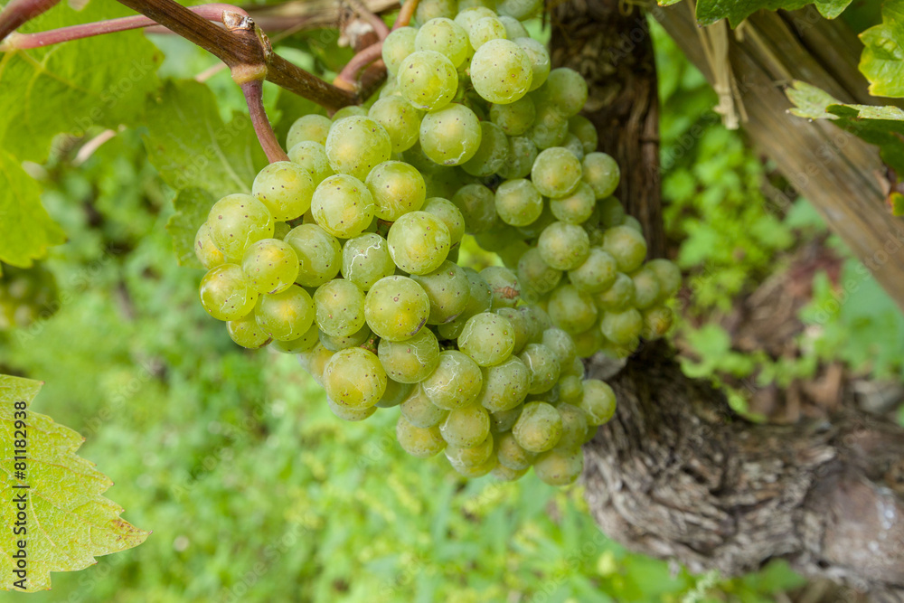 Weinstock, Rebe und Traube Stock-Foto | Adobe Stock