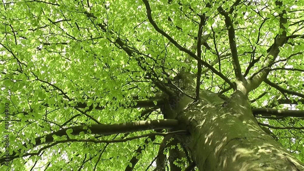 Fresh spring growth with tree leaves blowing in the wind Stock ビデオ ...
